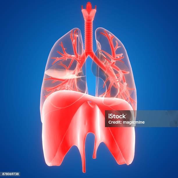 Photo libre de droit de Anatomie De Lappareil Respiratoire banque d ... Photo libre de droit de Anatomie De Lappareil Respiratoire banque d ...