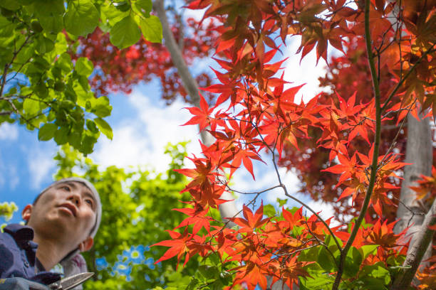 Free Stock Photo of Japanese Red Maple Seed Pods | Download Free Images ...