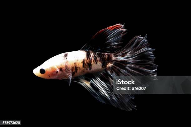 Betta 물고기 샴 싸우는 물고기 검은 배경에 고립 감금 상태에 대한 스톡 사진 및 기타 이미지 감금 상태 규모 꼬리