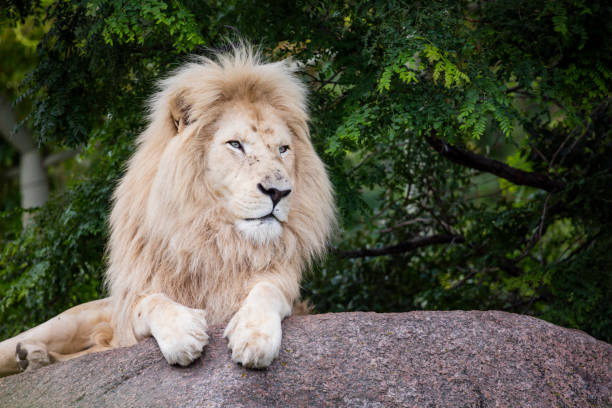 Free picture: Big African lion (Panthera leo) animal relaxing on ground