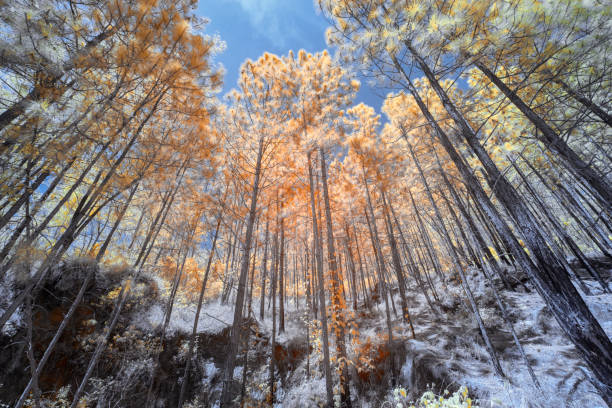 Surreal Infrared Image Of A Pine Forest Under Blue Sky – Free Stock Photo