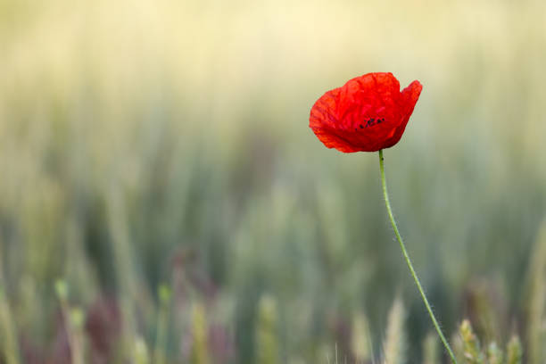 Free Stock Photo of Single poppy flower in soft focus | Download Free ...