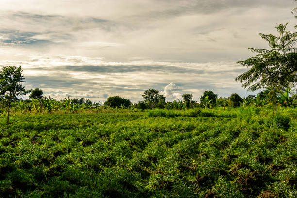 Uganda,Mbale Pictures | Download Free Images on Unsplash