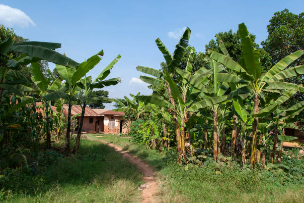 Free Stock Photo of Row of banana trees planted along a roadside path ...