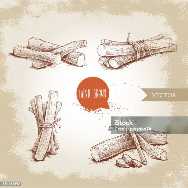 Hand Drawn Sketch Style Standing Liquorice Roots Bunches Set Herbal And