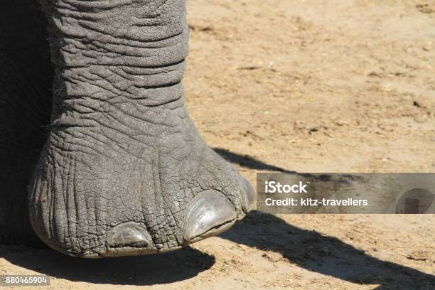 Hwange 국립 공원짐바브웨 파트 1 0명에 대한 스톡 사진 및 기타 이미지 0명 국립공원 남부 아프리카 Istock