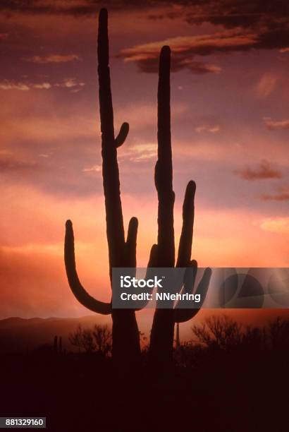 Saguaro 선인장 Sonoran 사막의 석양 투손에 대한 스톡 사진 및 기타 이미지 투손 사막 선인장 Istock