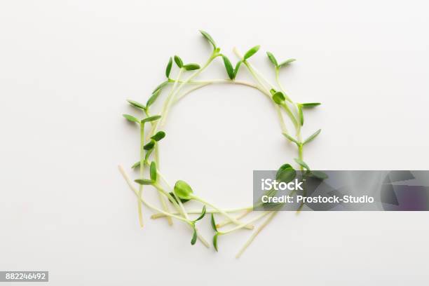 Arugula 마이크로 녹색 흰색 배경에서 분리 비름과 석죽목에 대한 스톡 사진 및 기타 이미지 비름과 석죽목 씨앗 새싹