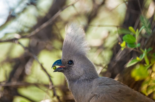 Loerie African Bird Go Away - Free photo on Pixabay