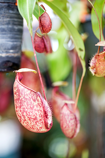 Nepenthes 열대 투수 비종교 및 원숭이 컵 0명에 대한 스톡 사진 및 기타 이미지 0명 고기 곤충 Istock