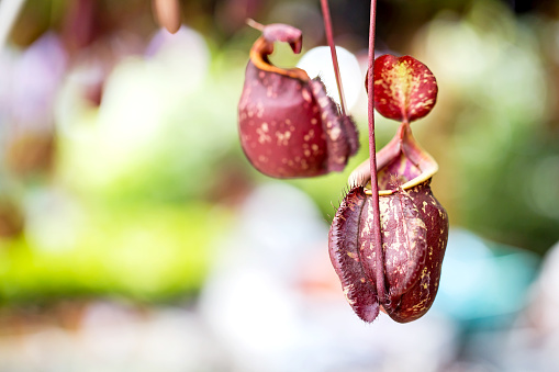 Nepenthes 열대 투수 비종교 및 원숭이 컵 0명에 대한 스톡 사진 및 기타 이미지 0명 고기 곤충 Istock