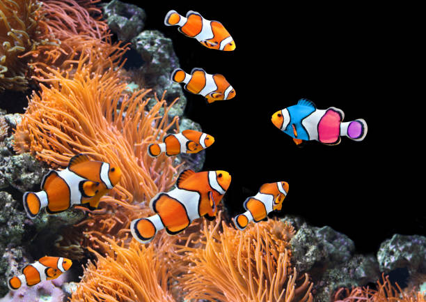 Colorful Fish Pictures | Download Free Images on Unsplash