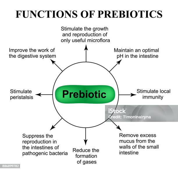 Prebiotics의 기능입니다 인포 그래픽입니다 격리 된 배경 벡터 일러스트입니다 프로바이오틱에 대한 스톡 벡터 아트 및 기타