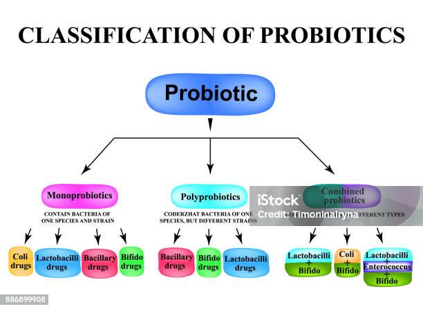 Probiotics의 분류입니다 인포 그래픽입니다 격리 된 배경 벡터 일러스트입니다 건강관리와 의술에 대한 스톡 벡터 아트 및