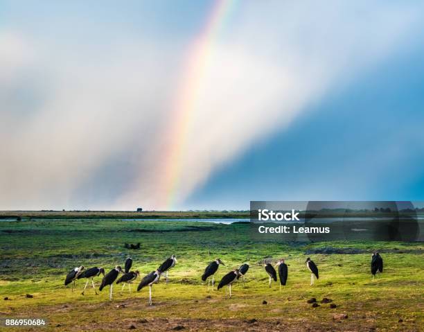 Chobe 강 레인 보우 Chobe 국립 공원 보츠와나의 기슭에 대머리 황새의 무리 보츠와나에 대한 스톡 사진 및 기타 이미지
