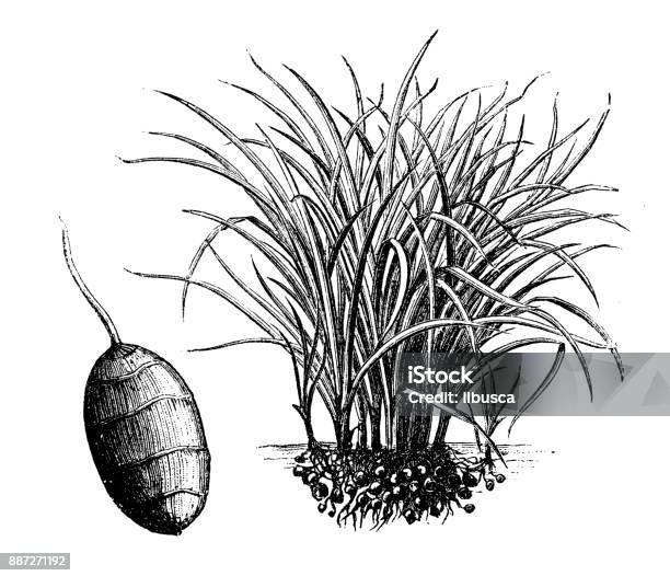식물학 야채 식물 골동품 조각 그림 Cyperus Esculentus 기름골에 대한 스톡 벡터 아트 및 기타 이미지 Istock