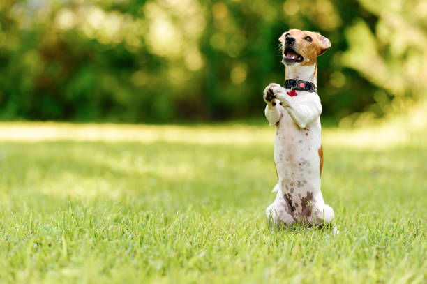 Free Stock Photo of Begging Dog | Download Free Images and Free ...