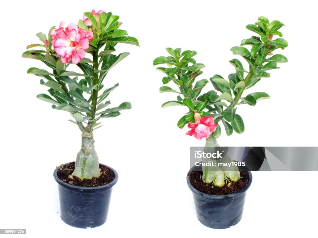 Tropical Flower Pink Adenium Desert Rose On Isolated White Background