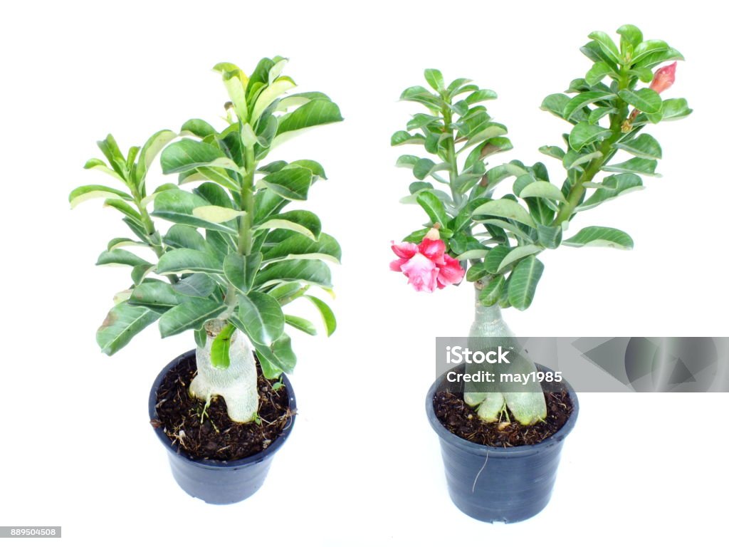 Tropical Flower Pink Adenium Desert Rose On Isolated White Background
