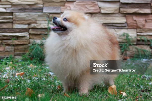 Pomeranian 강아지는 녹색 잔디에 서 있다 갈색에 대한 스톡 사진 및 기타 이미지 갈색 강아지 개 강아지 어린