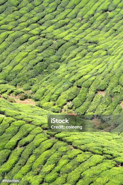 Cameron 하일랜드 말레이시아 0명에 대한 스톡 사진 및 기타 이미지 0명 관광 기후 묘사 Istock