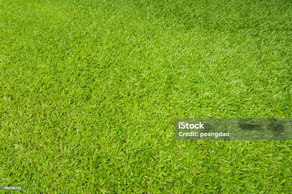 Green Grass Background And Textured Top View And Detail Of Turf Floor