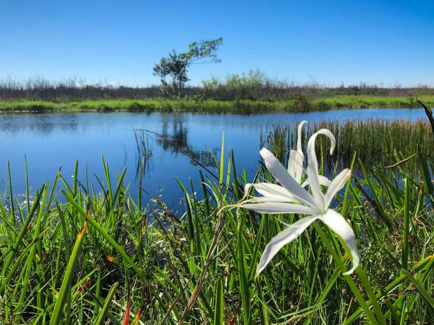 Free Stock Photo of south carolina swamp and flowers | Download Free ...