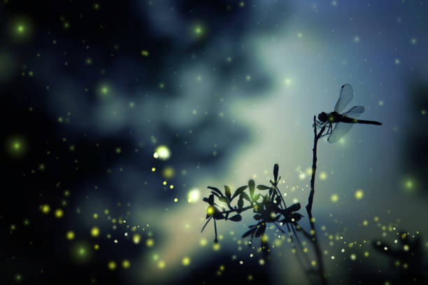 Imagen gratis: libélula, insecto