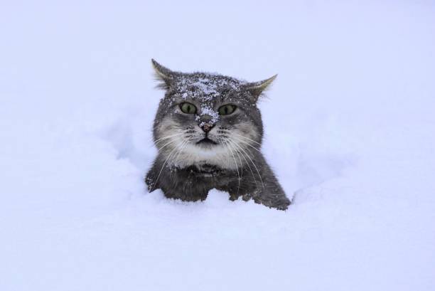Snow Cat Pictures | Download Free Images on Unsplash