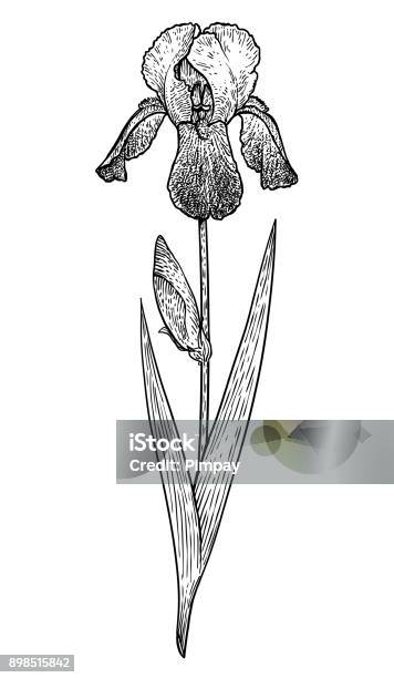 Ilustrasi Iris Gambar Ukiran Tinta Seni Garis Vektor Ilustrasi Stok