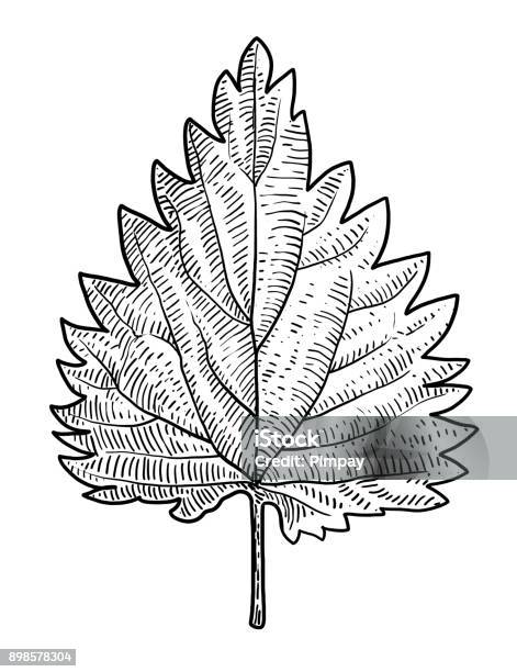 Ilustrasi Daun Jelatang Gambar Ukiran Tinta Seni Garis Vektor Ilustrasi