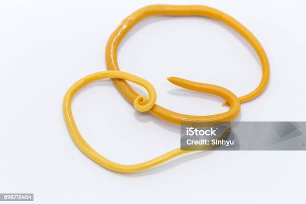 Ascariasis 교육 실험실에 대 한 기생 거 위 Ascaris Lumbricoides로 인 한 질병 이다 암컷에 대한 스톡