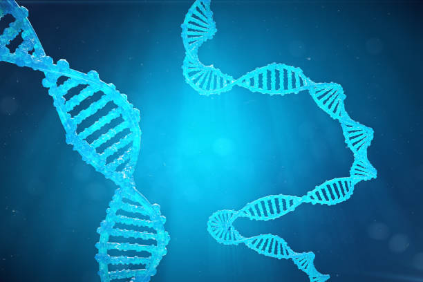 600+ Gene Inheritance Stock Photos, Pictures & Royalty-Free Images - iStock 600+ Gene Inheritance Stock Photos, Pictures & Royalty-Free Images - iStock