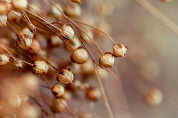 Flax Plant Pictures | Download Free Images on Unsplash