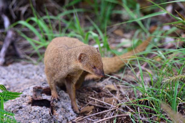 Free picture: fur, cute, mongoose, nature, wildlife, wild, animal, brown