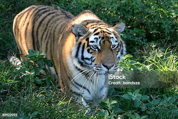 Tiger 몰래 접근하다 0명에 대한 스톡 사진 및 기타 이미지 0명 갈고리 발톱 갈색 Istock