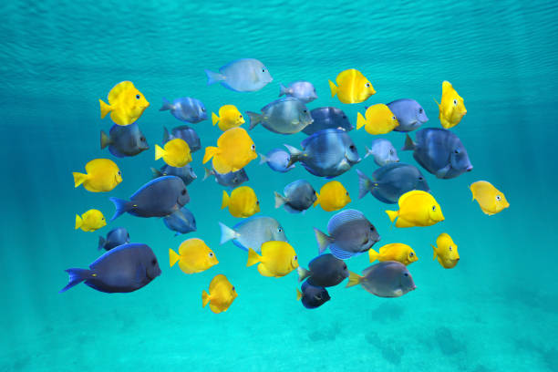 Yellow Fish Pictures | Download Free Images on Unsplash