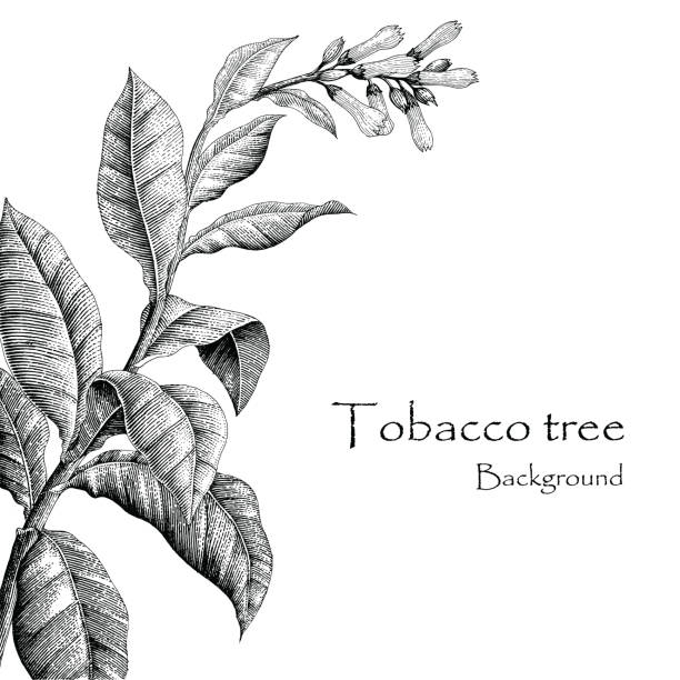 Tobacco Illustration