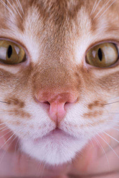 ' Red cat' on skitterphoto