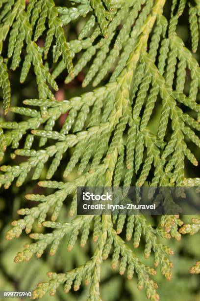 Thuja의 지점 0명에 대한 스톡 사진 및 기타 이미지 0명 계절 관목 Istock