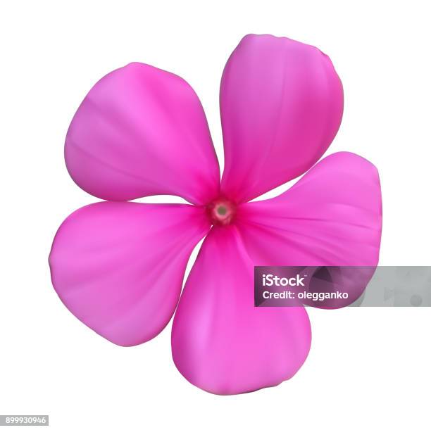 Isolated Colorful Beautiful Naturalistic Pink Flower Vector Ill Stock Illustration Download