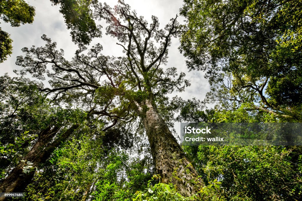Low Angle View Of The Big Tree In Tsitsikamma Forest National Park