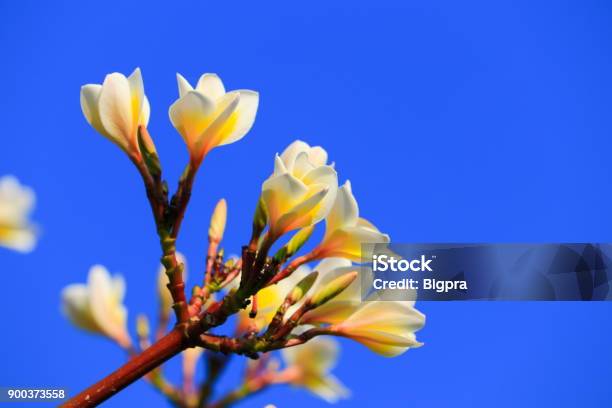 Plumeria 꽃 화이트와 꽃가루 노란색 나무에 아름 다운 0명에 대한 스톡 사진 및 기타 이미지 Istock