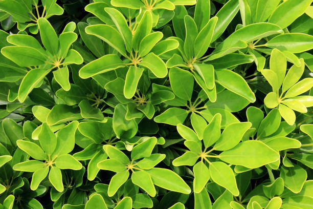 1.200+ Arbol Paraguas Fotografías de stock, fotos e imágenes libres de ... 1.200+ Arbol Paraguas Fotografías de stock, fotos e imágenes libres de ...