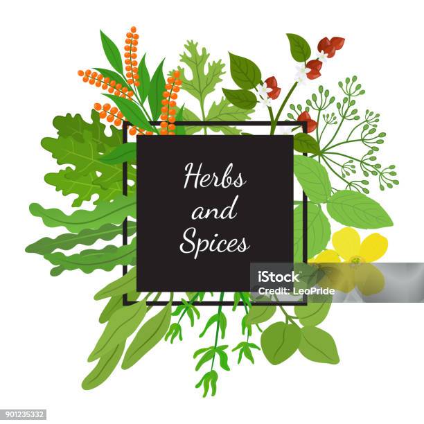 Hebs 향신료arugula 겨자 Matcha 향미료 백 리 향 노아 메 밀 딜 평면 스타일 만화 벡터 벡터에 대한 스톡 벡터
