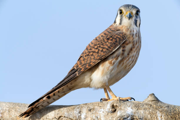 Kestrel Pictures | Download Free Images on Unsplash