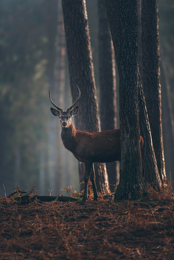 Rusa Merah Dengan Tanduk Runcing Di Antara Batang Pohon Di Hutan Pinus ... Rusa Merah Dengan Tanduk Runcing Di Antara Batang Pohon Di Hutan Pinus ...