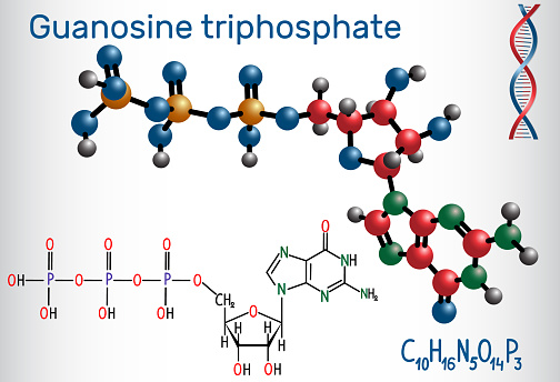 Guanosine 3 인산 염 분자 단백질 합성에 대 한 에너지의 원천으로 Rna의 합성에 사용 됩니다 구조 화학 공식 및 분자