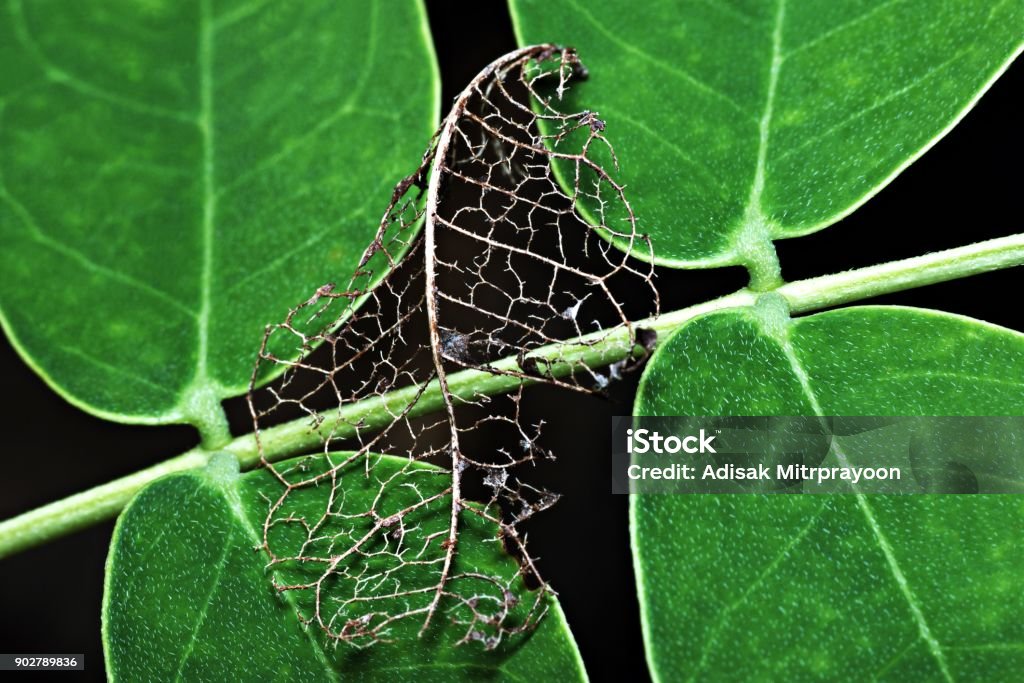 Tutup Daun Kerangka Kering Pada Daun Segar Hijau Foto Stok Unduh Gambar Sekarang Istock