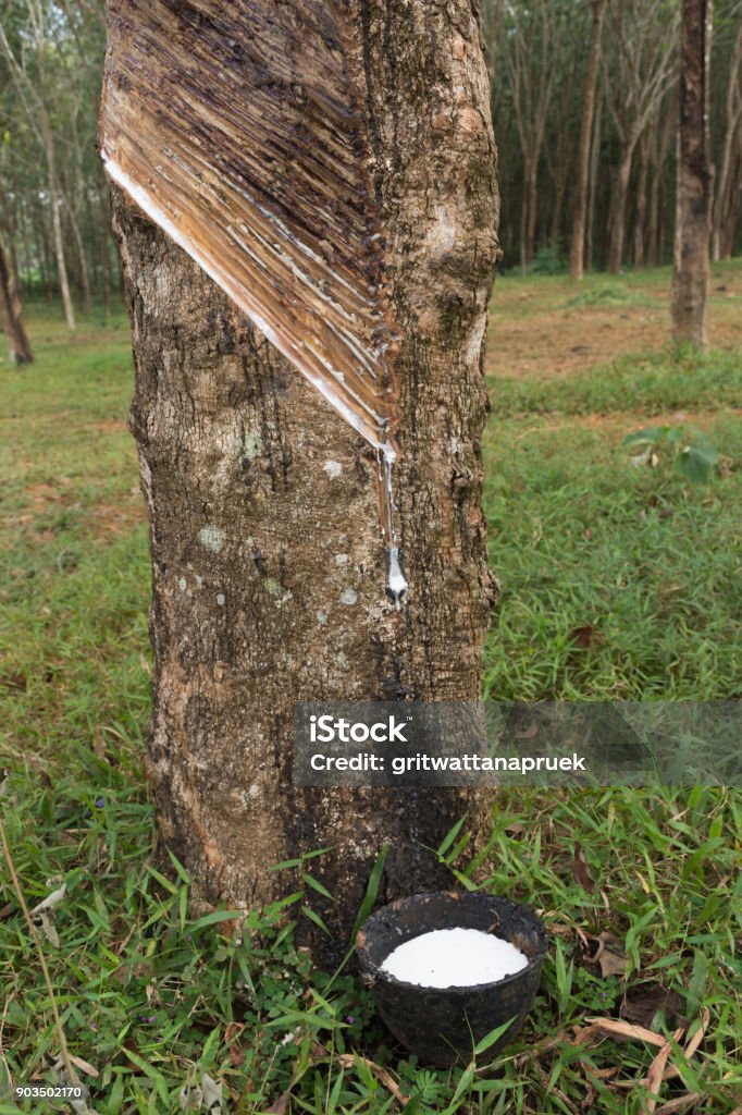 Harvesting Rubber Latex Stock Photo - Download Image Now - Agriculture ... Harvesting Rubber Latex Stock Photo - Download Image Now - Agriculture ...